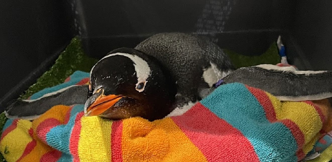 New Zealand’s First Penguin Patient Makes Full Recovery! | Merlin ...