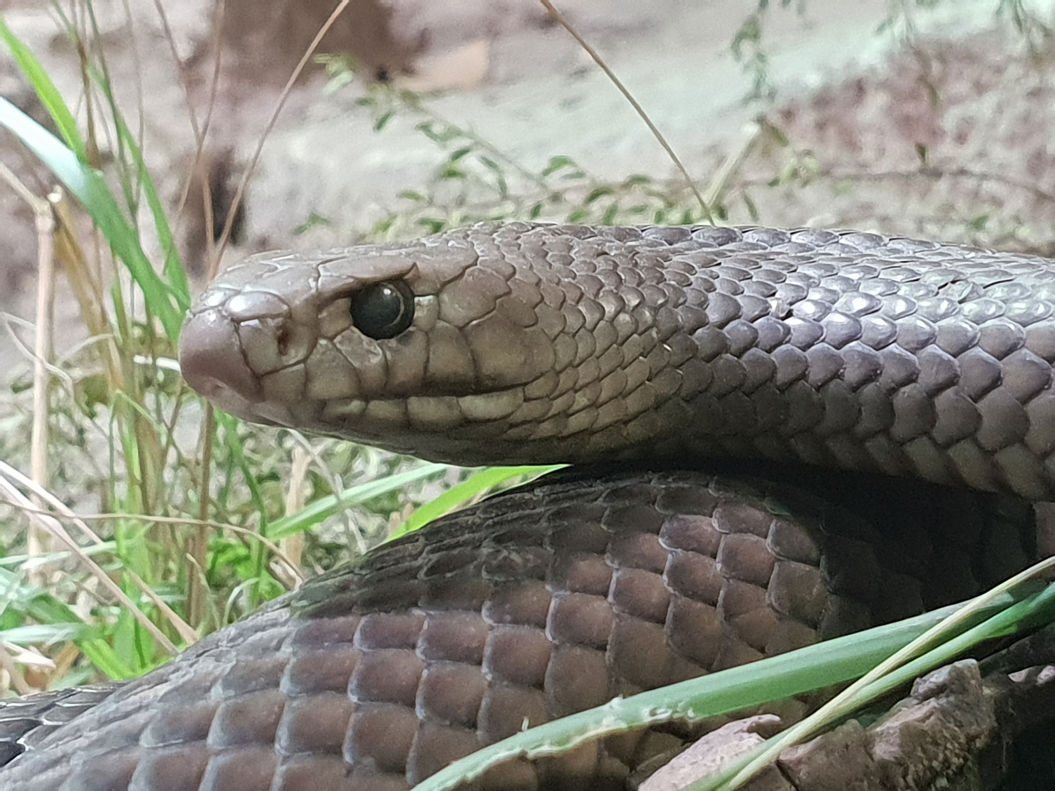 Second most venomous snake in the world visits vet at WILD LIFE Sydney ...