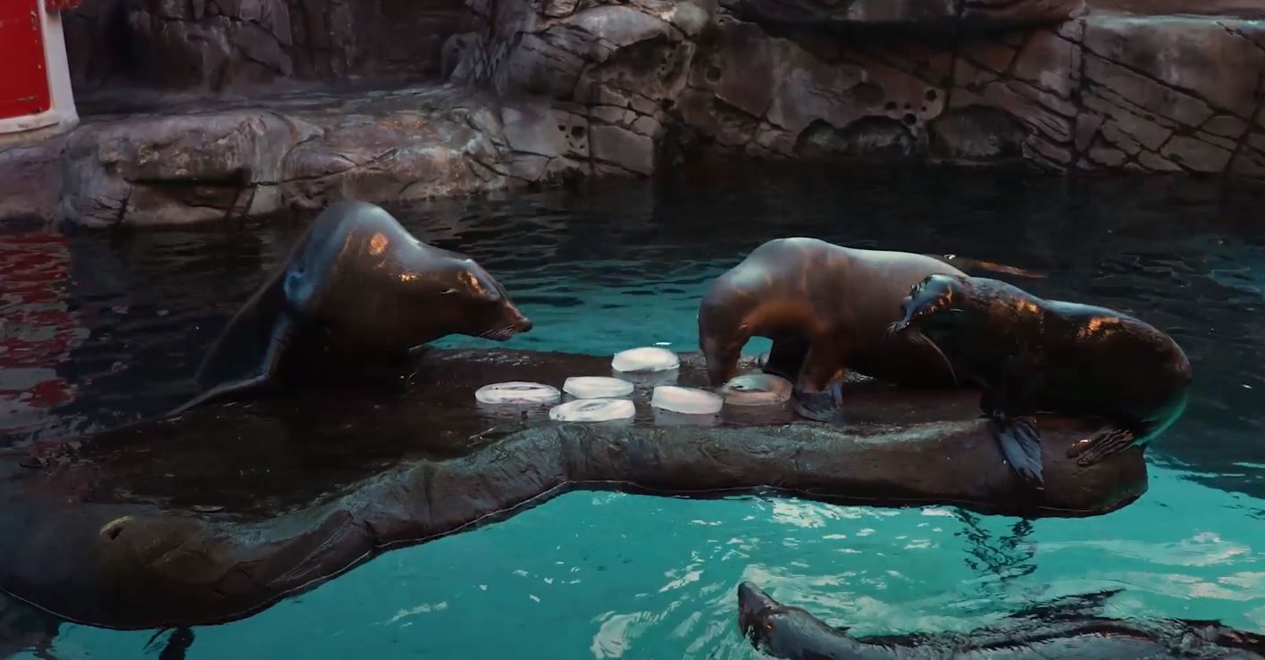 A seal-ly good reason to celebrate at SEA LIFE Sunshine Coast! - Merlin ...