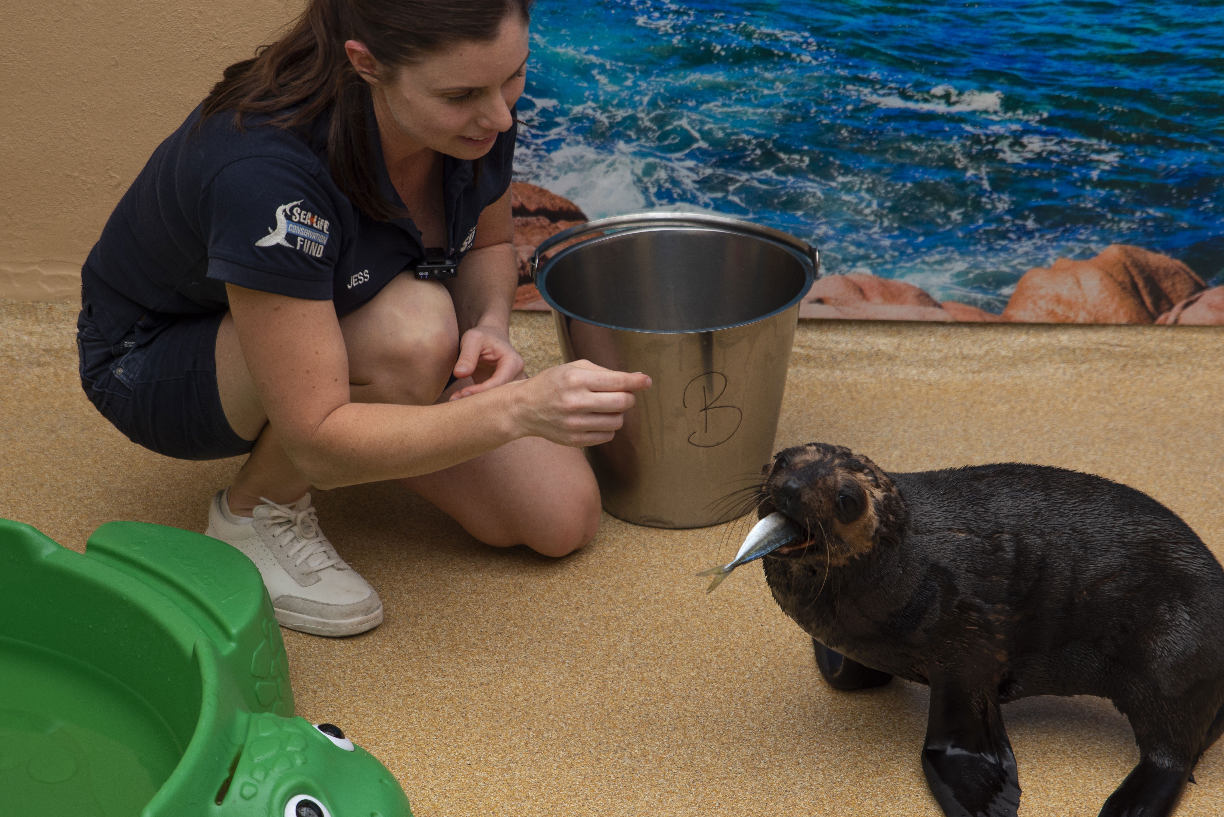 Birubi creates a splash at SEA LIFE Sunshine Coast! | Merlin Annual ...