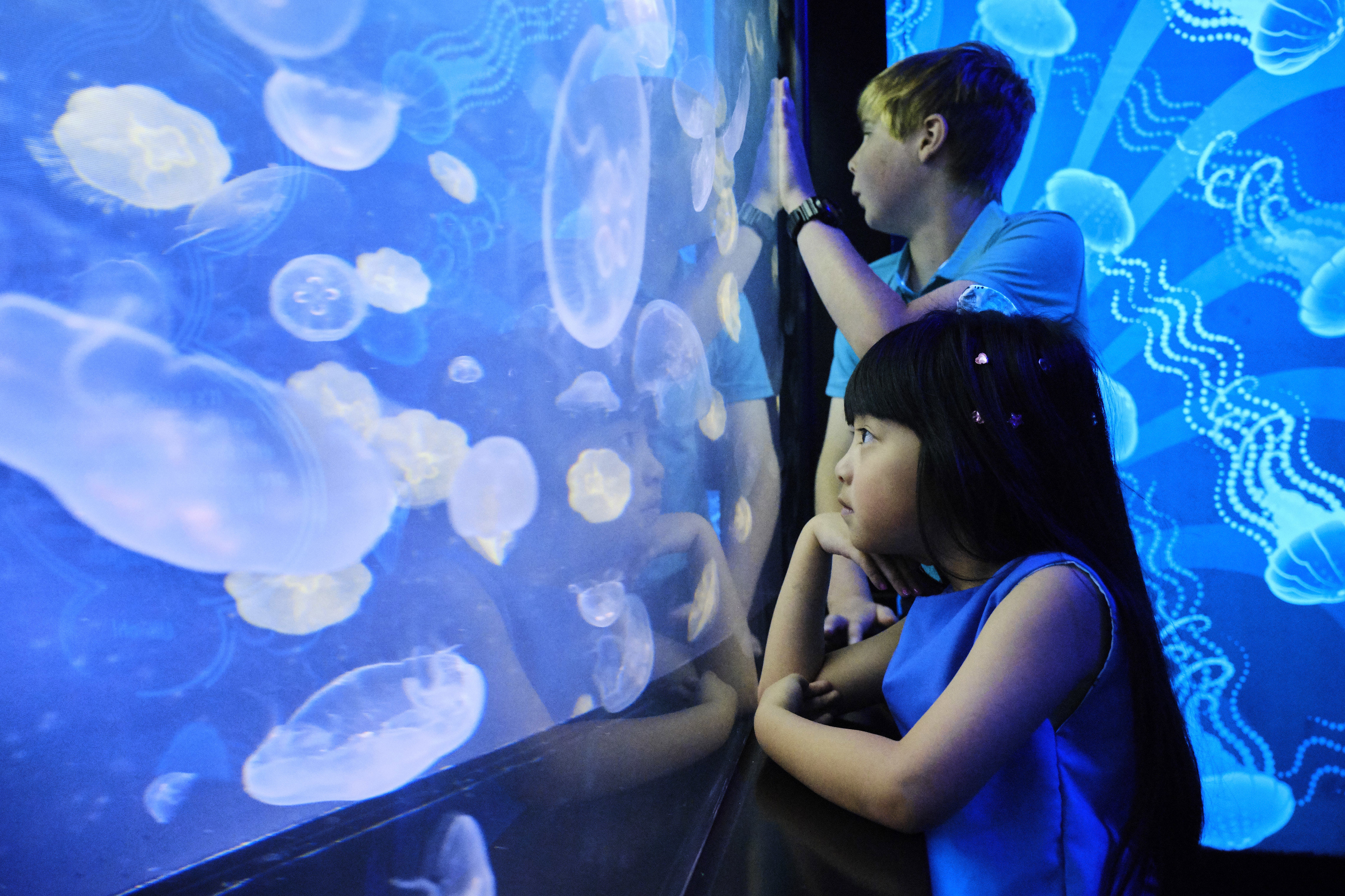 Discover ‘Dangerous & Deadly’ creatures of the deep sea these school ...